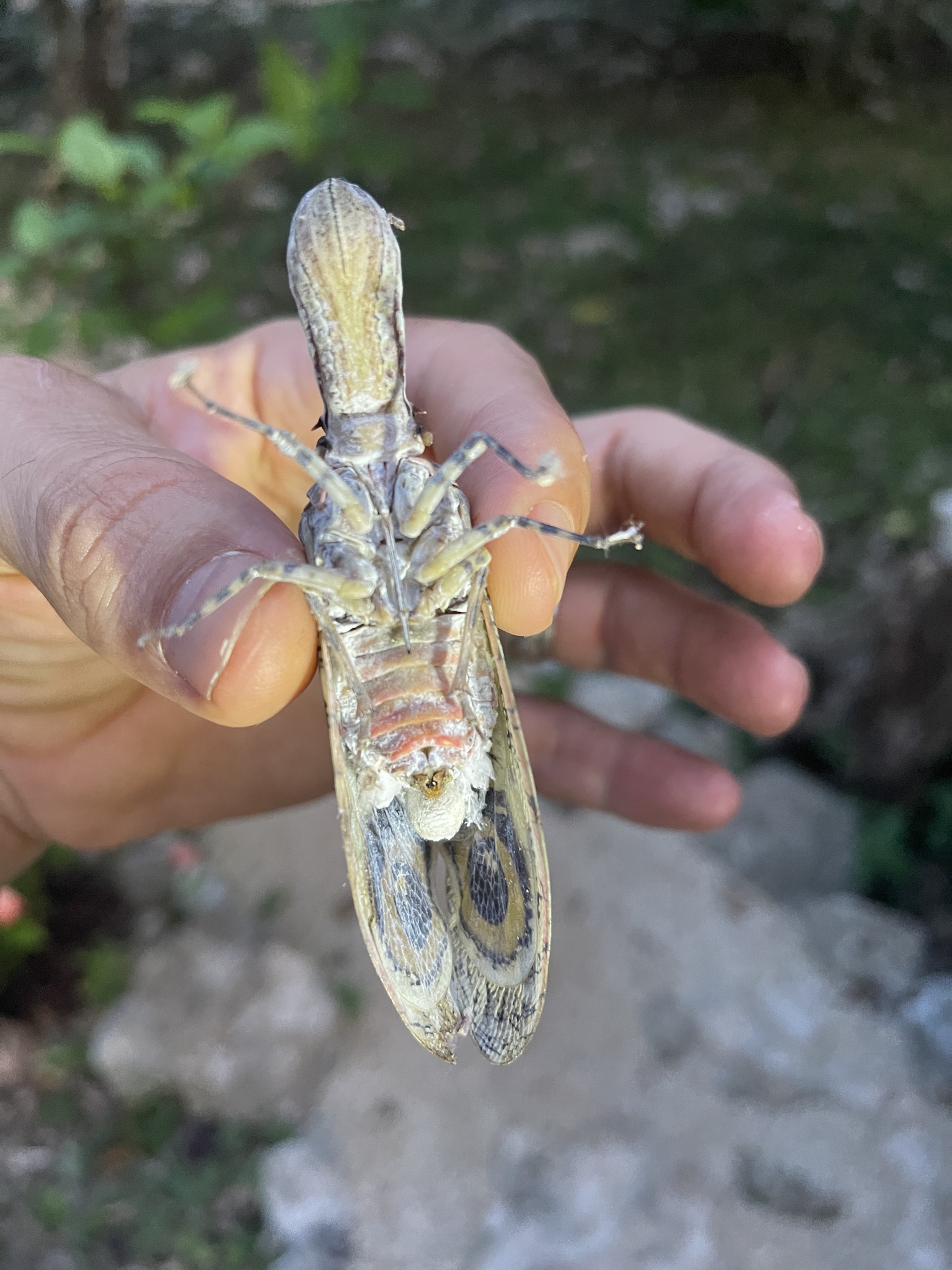 Fulgora laternaria (Linnaeus, 1758)