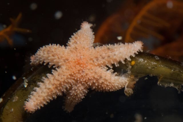 Allostichaster capensis (Becasses Check List) · iNaturalist