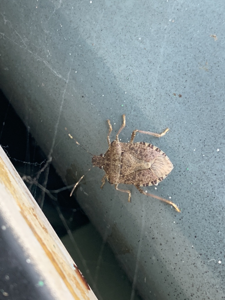 Brown Marmorated Stink Bug from McMinnville Hwy, Manchester, TN, US on ...