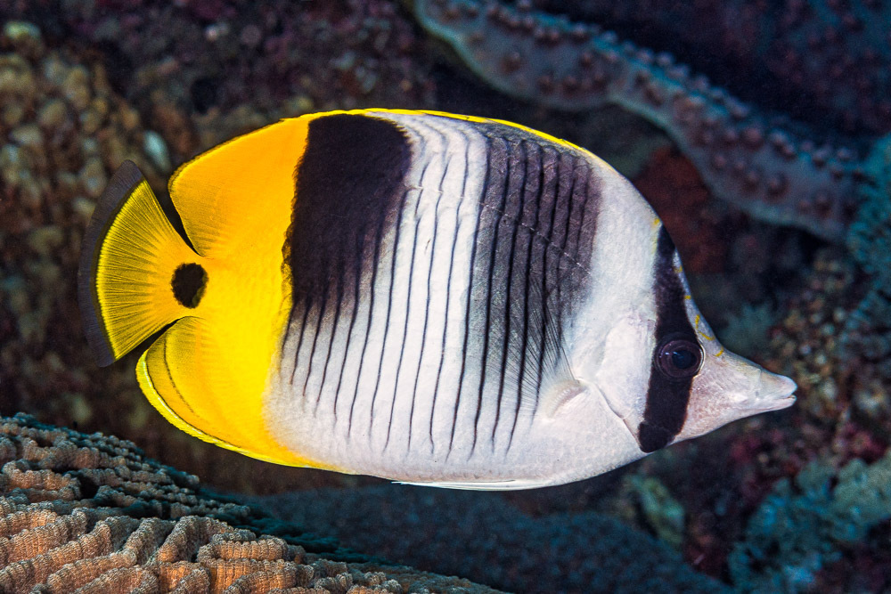 Pacific Double-saddle Butterflyfish (Fishes of the Coral Sea Marine ...
