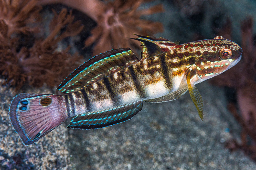 Whitebarred Goby from Bekadulialukae, East Nusa Tenggara, Indonesia on ...