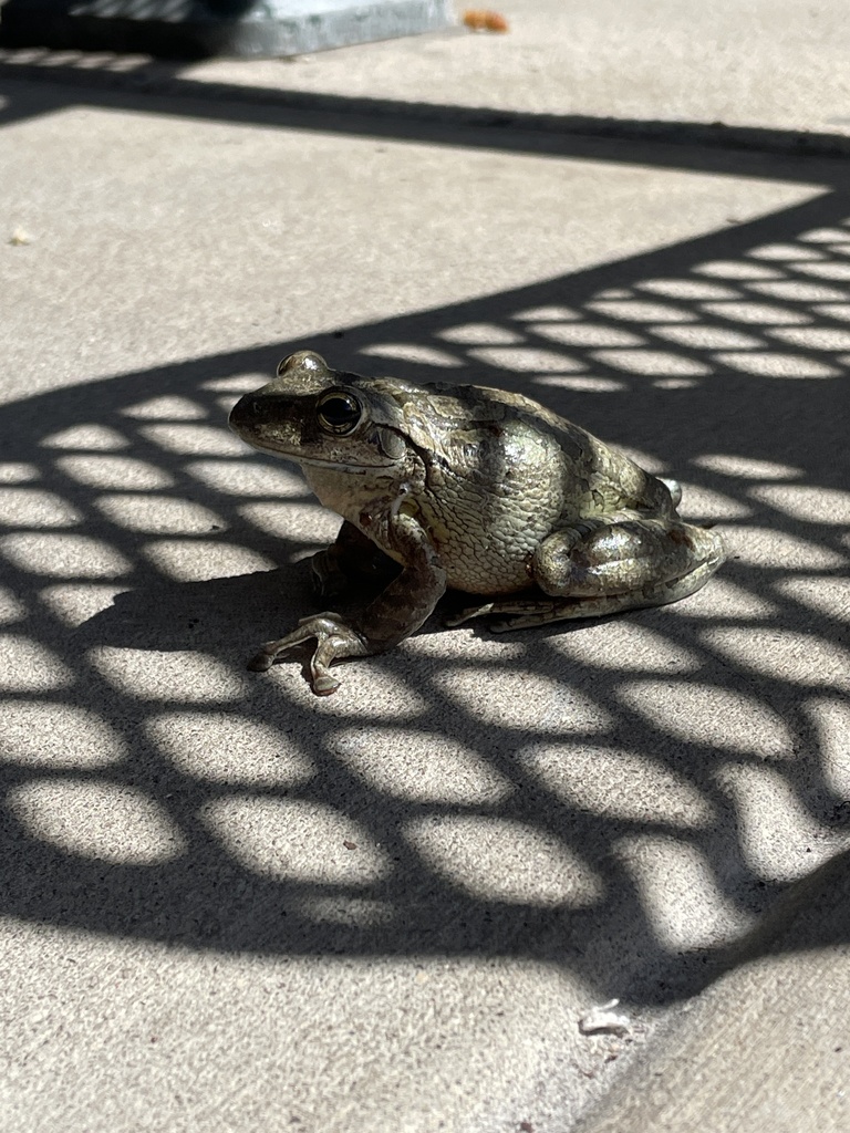 Cuban Tree Frog from University of South Florida, Tampa, FL, US on ...