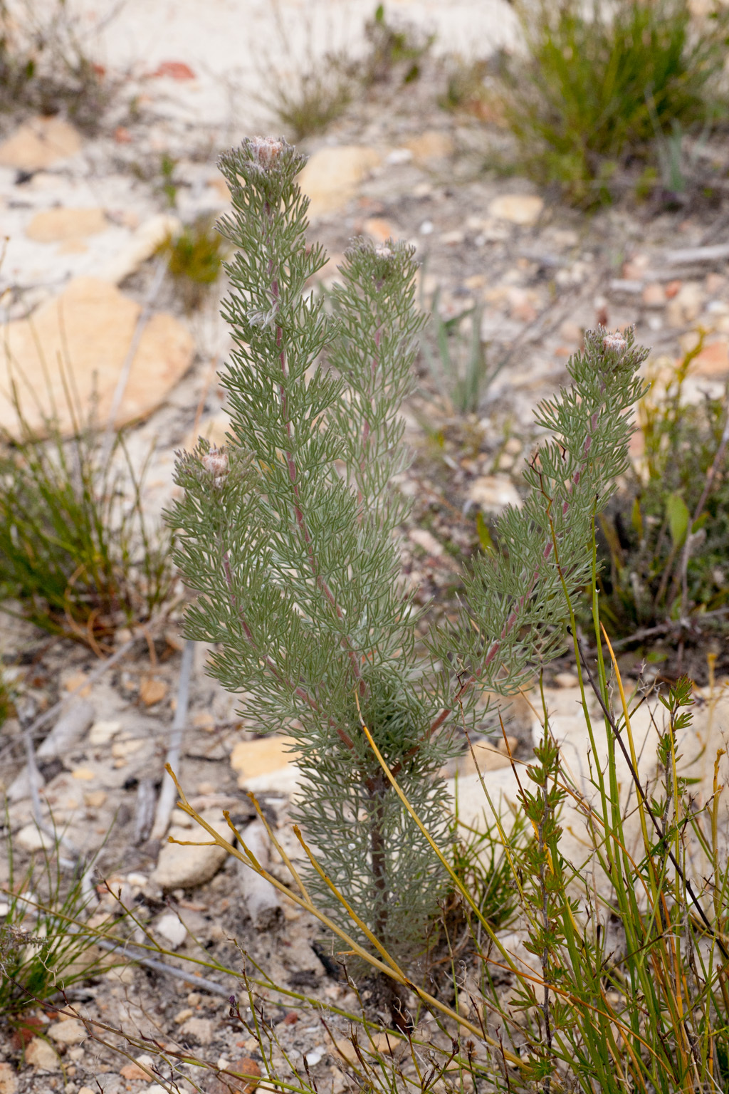 Paranomus capitatus (R.Br.) Kuntze