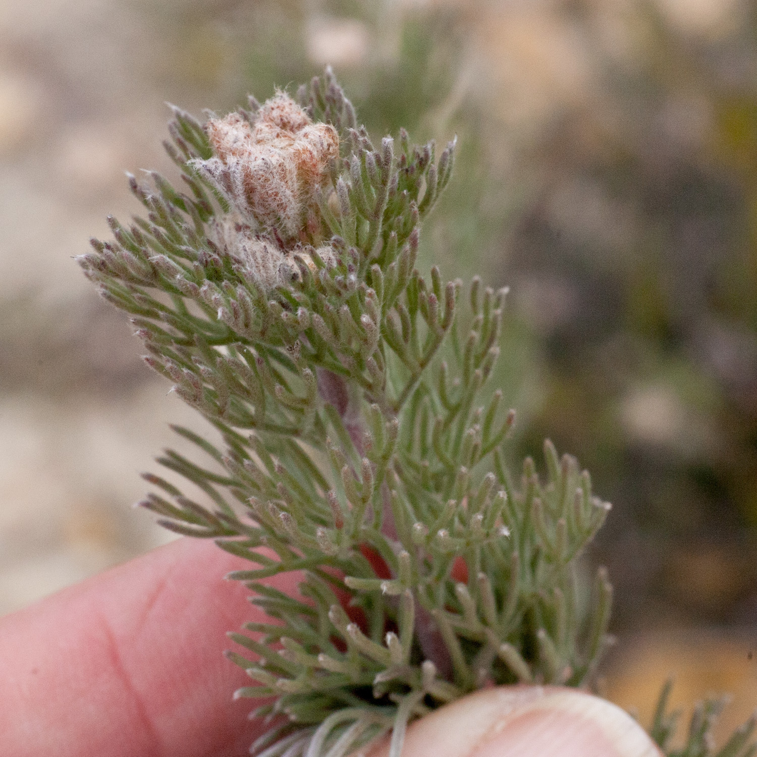 Paranomus capitatus (R.Br.) Kuntze