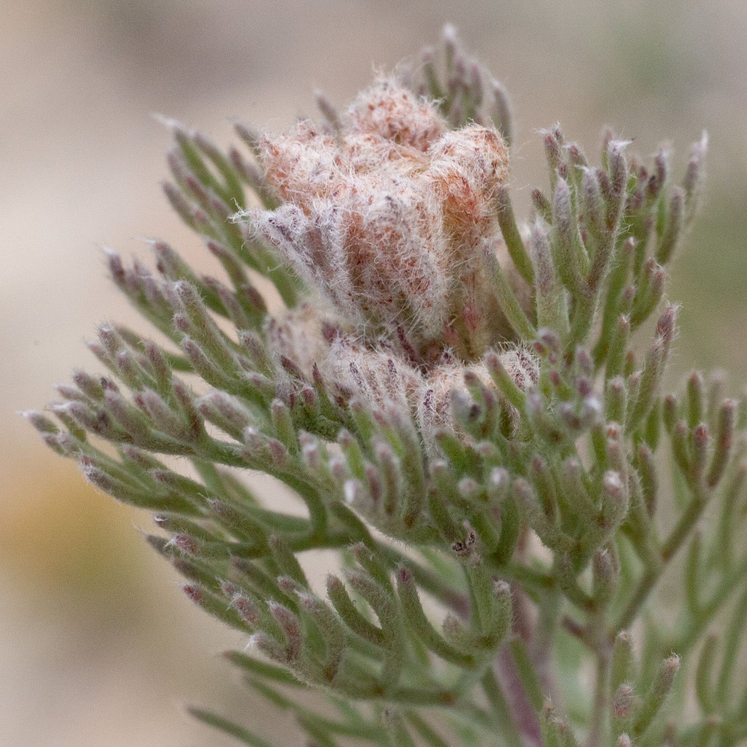 Paranomus capitatus (R.Br.) Kuntze