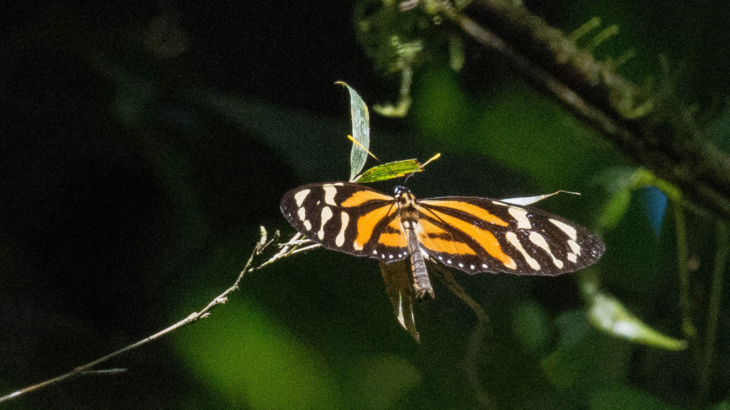 Tiger Mimic-Queen from Puntarenas Province, Costa Rica on September 14 ...