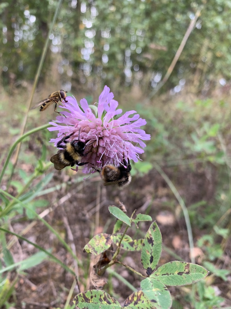 Common Flower Flies from Pikk tn, Värska, Võrumaa, EE on September 15 ...