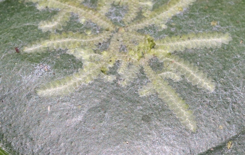 Cololejeunea planissima · Naturalista Costa Rica