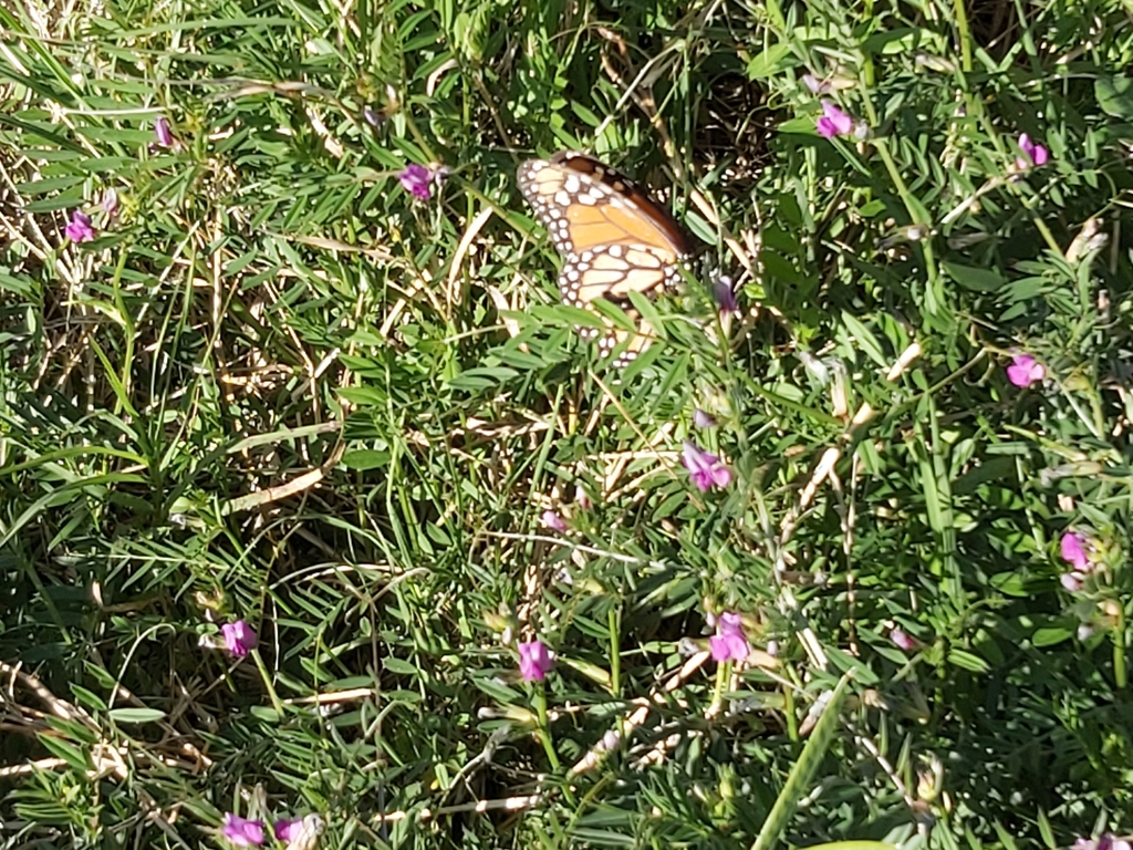 Southern Monarch from Vicente López, Provincia de Buenos Aires ...