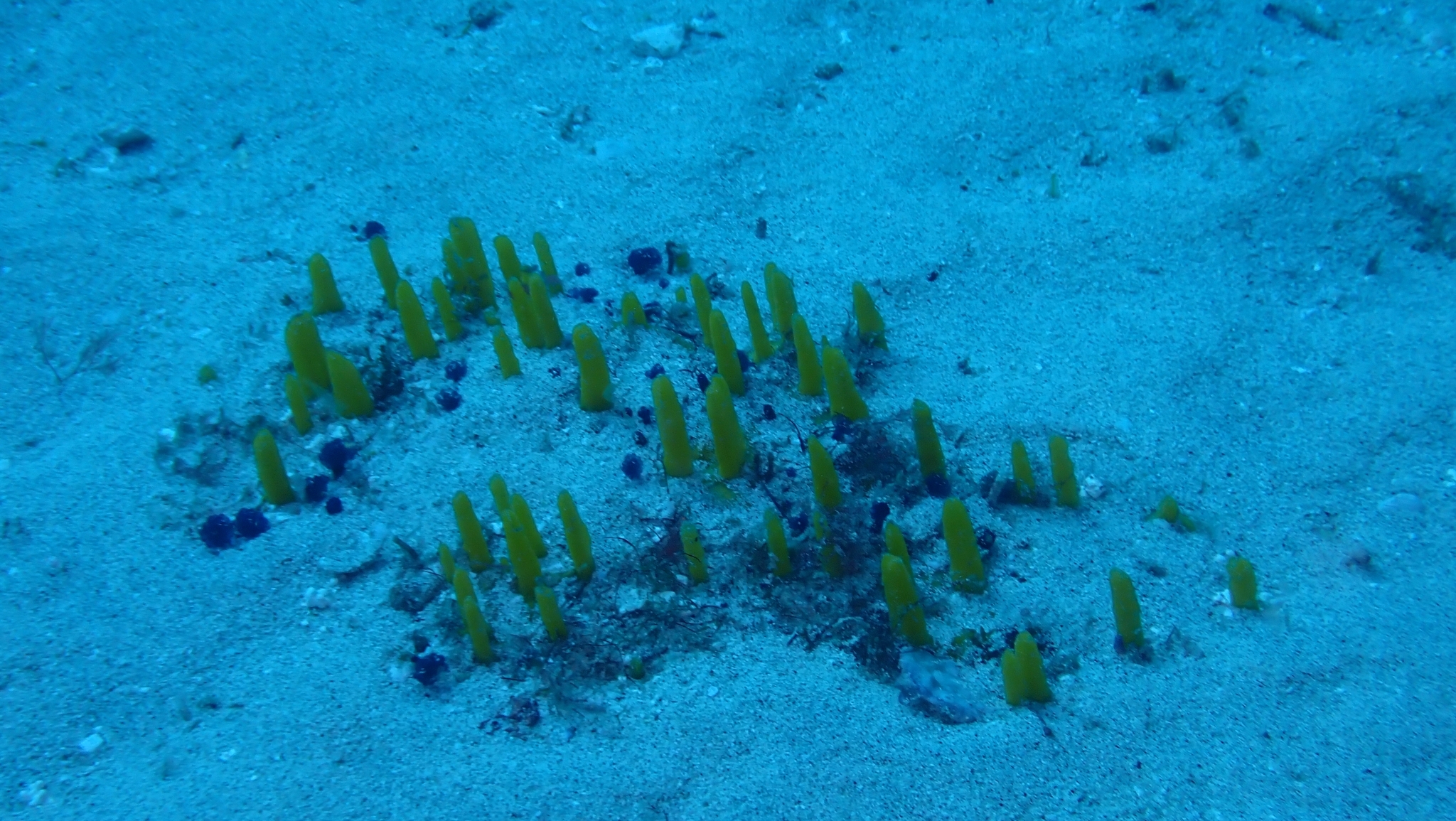 Ciocalypta Bowerbank, 1862