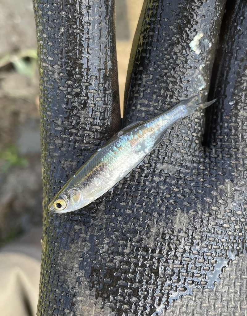 Emerald shiner (SD Fish Passage Guide ) · iNaturalist