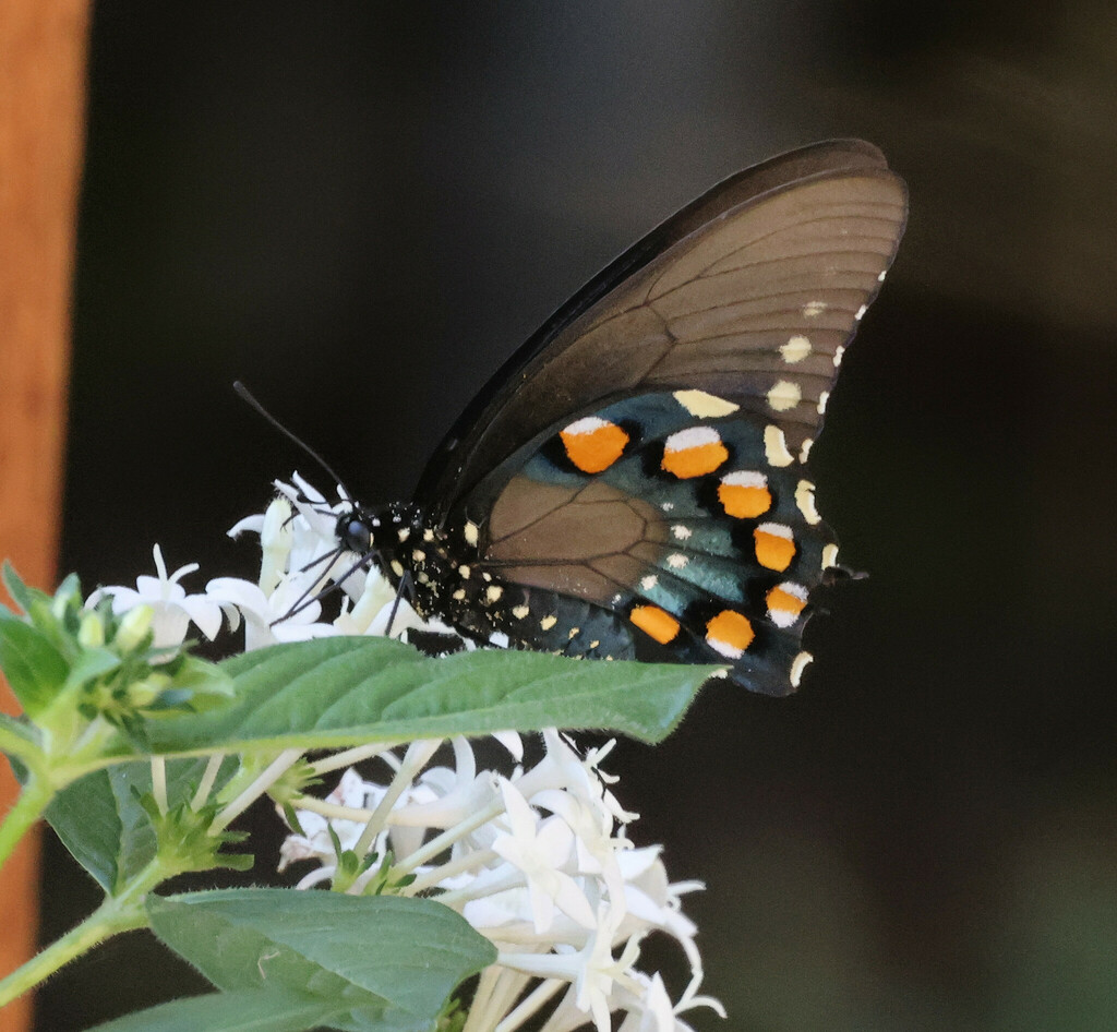 Pipevine Swallowtail from Deerfield East, Plano, TX 75024, USA on ...