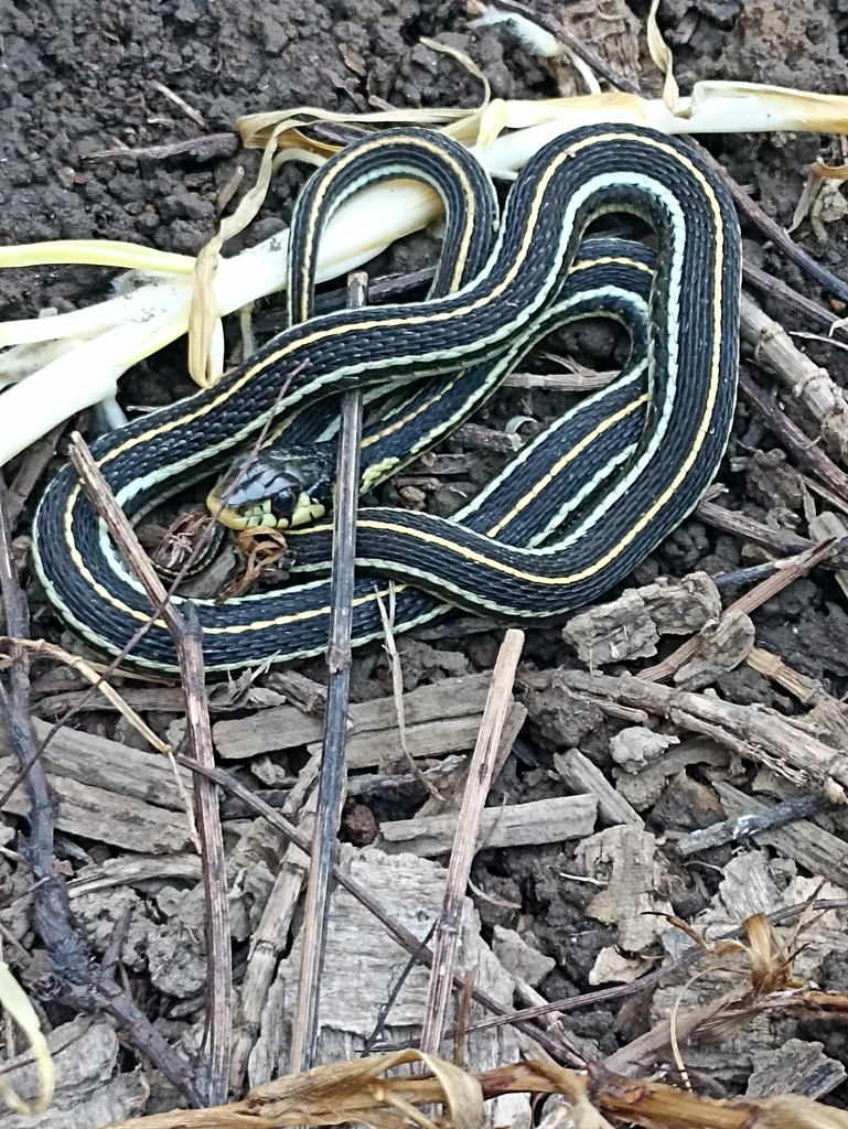 Yellow-throated Garter Snake from 16215 CDMX, México on August 10, 2022 ...