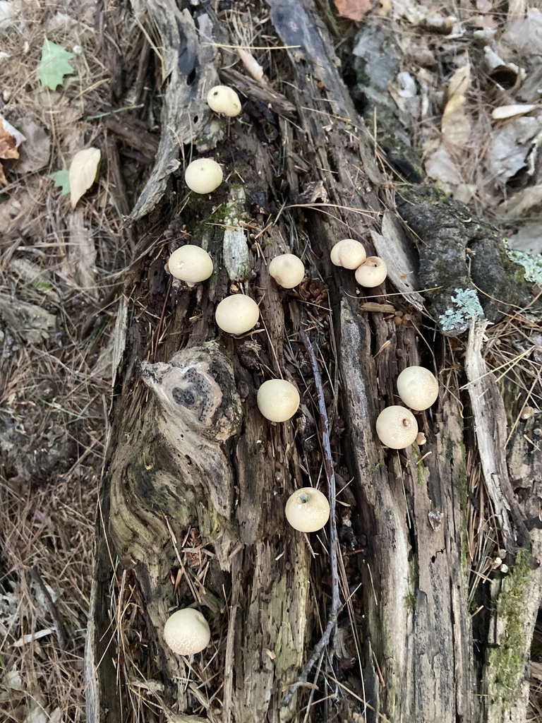Pear-shaped Puffball from The Adirondack Park, Jay, NY, US on September ...