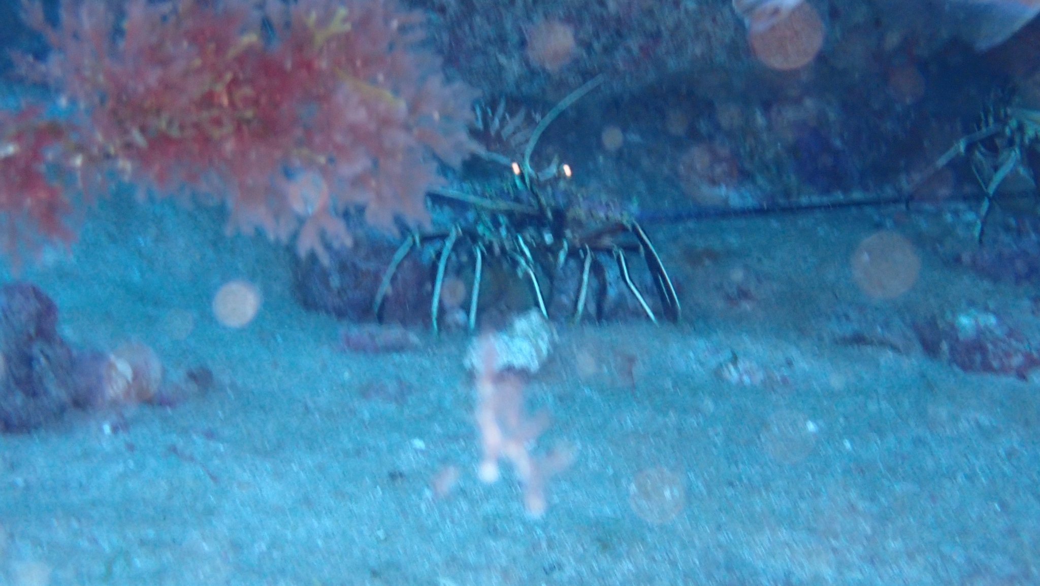 Panulirus regius De Brito Capello, 1864