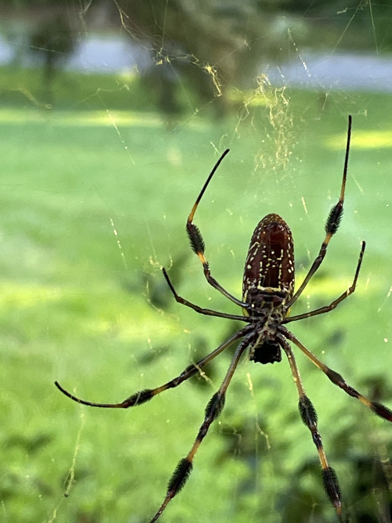 Golden Silk Spider from Springer Dr, Griffin, GA, US on September 15 ...