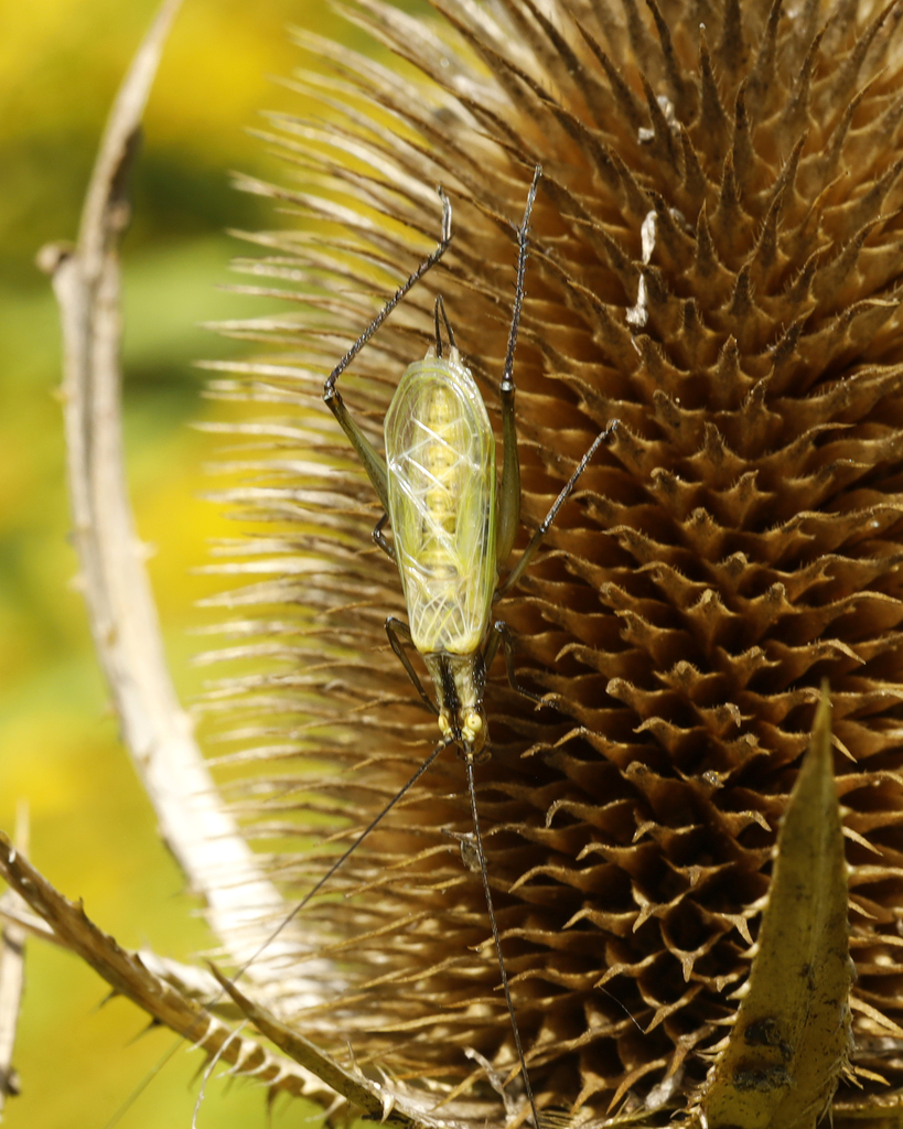 Black-horned Tree Cricket from Cortland, NY 13045, USA on September 15 ...