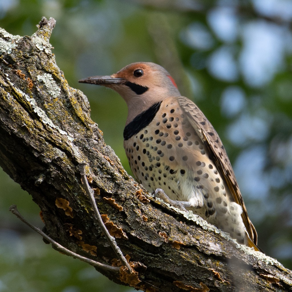 Northern Flicker from Sauk County, WI, USA on September 15, 2022 at 10: ...
