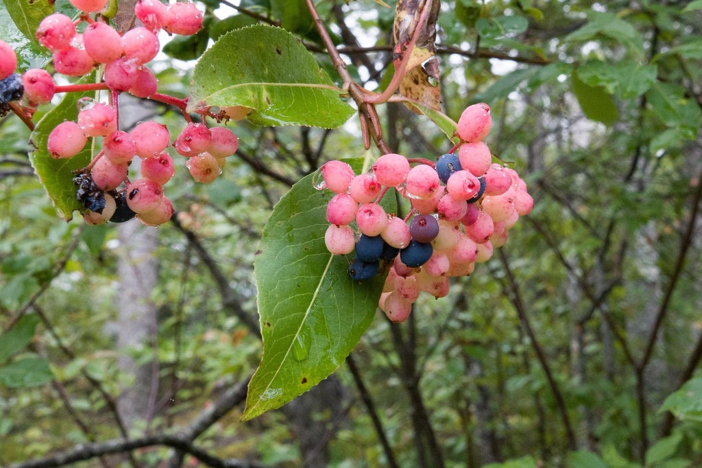 northern wild raisin from Grand Manan, NB, Canada on September 14, 2022 ...