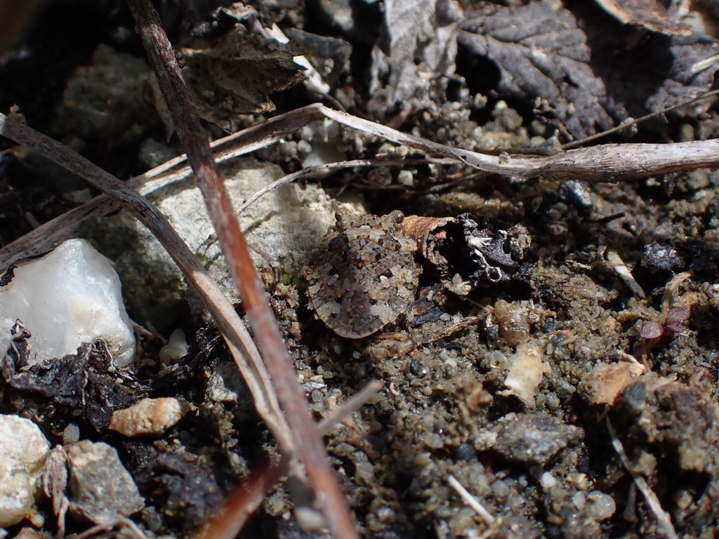 Big-eyed Toad Bug from Okanagan-Similkameen, BC, Canada on May 24, 2022 ...