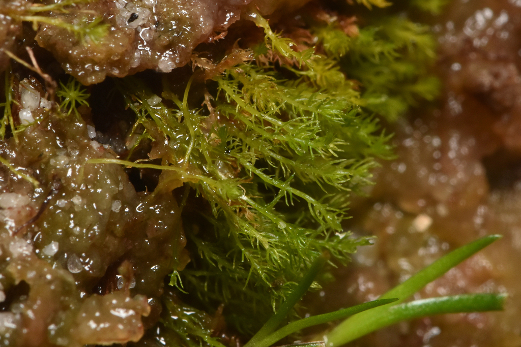 Takakia ceratophylla in June 2022 by Braden J. Judson · iNaturalist