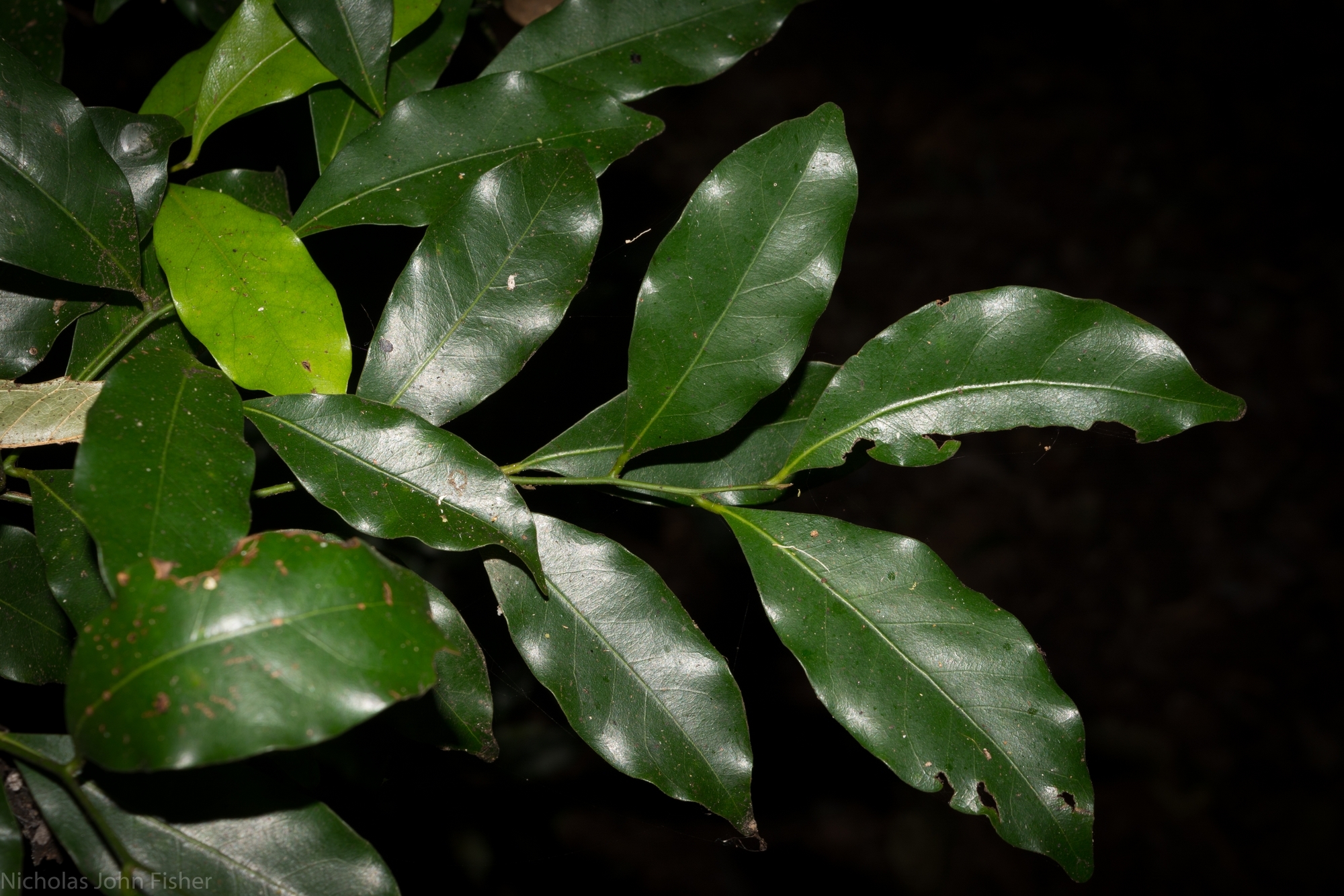 Cryptocarya bidwillii Meisn.