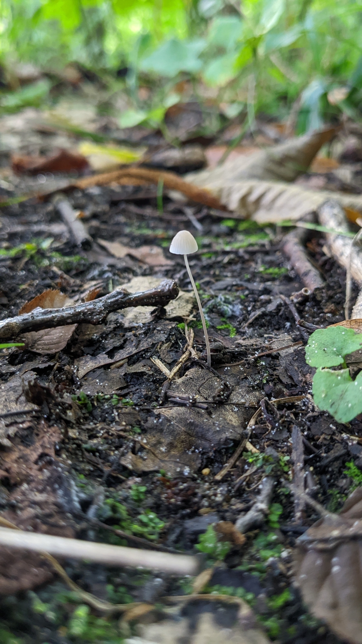 Mycena filopes (Bull.) P.Kumm.