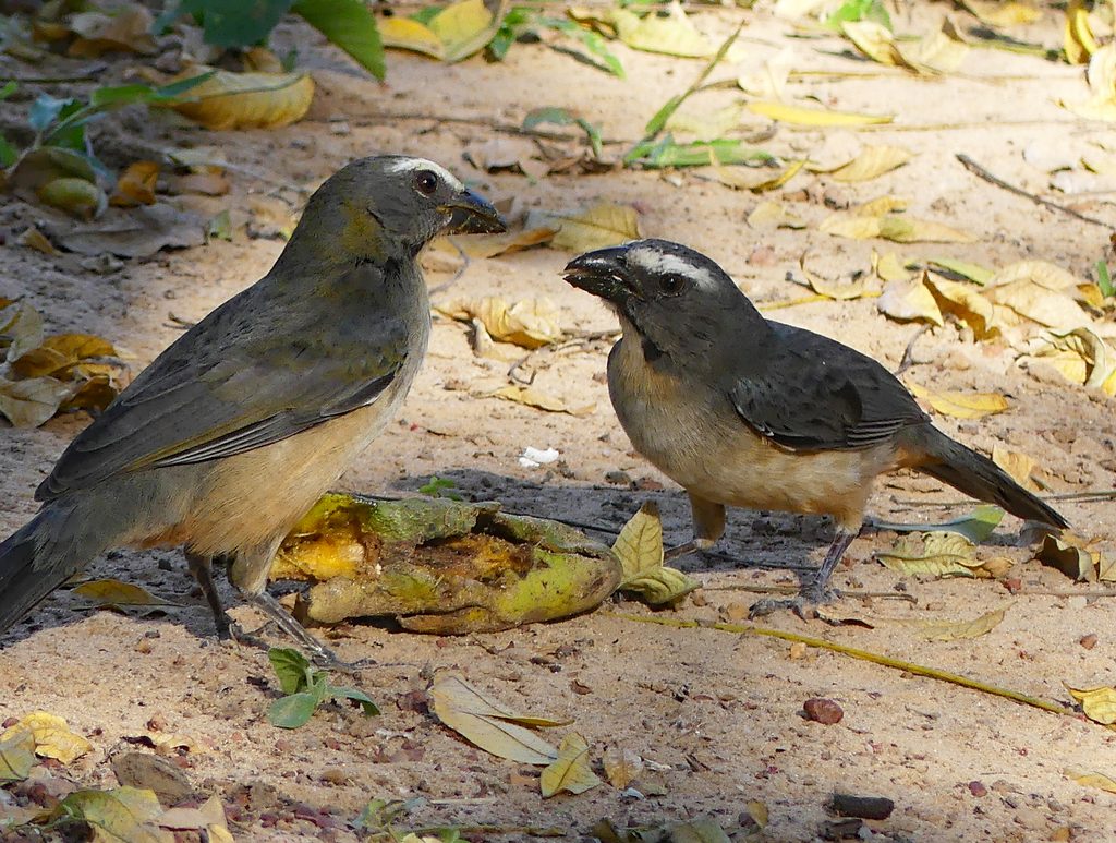 Bluish-gray Saltator from Poconé - State of Mato Grosso, 78175-000 ...