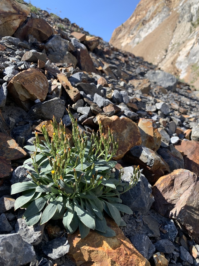 Dwarf Alpine Hawk's-beard from John Muir Wilderness, Mammoth Lakes, CA ...
