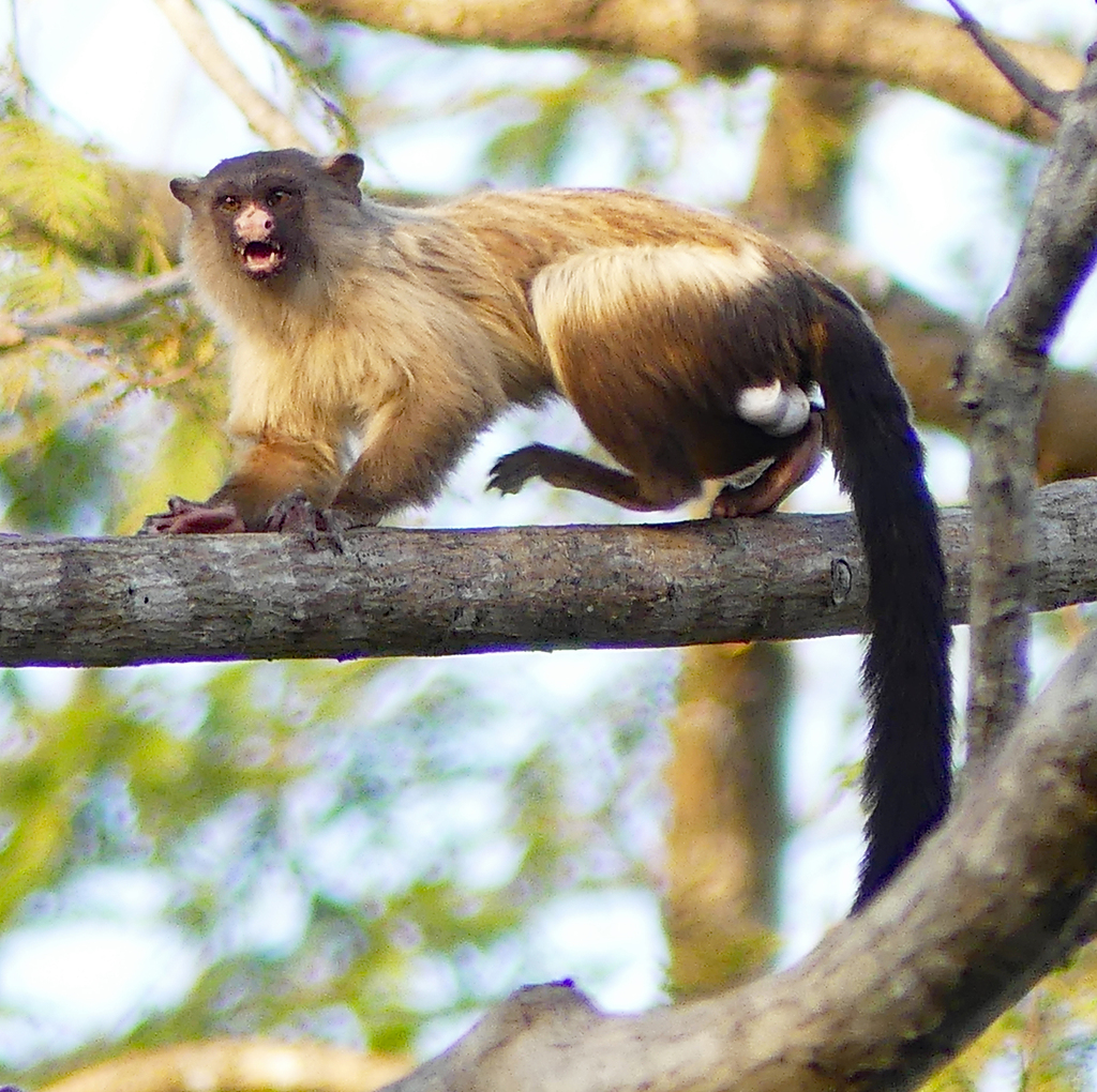 Amazonian Marmosets (Mico) - Know Your Mammals