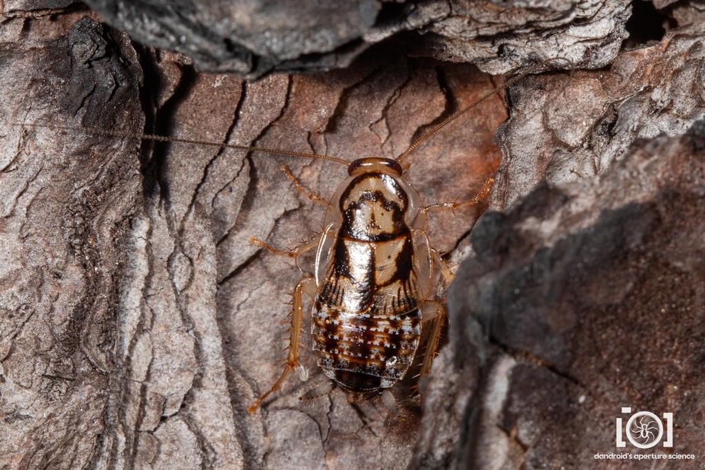 Aglaopteryx gemma (世界蟑螂) · iNaturalist