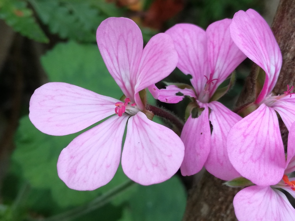 horseshoe geranium from Storms River Mouth, Tsitsikamma Section, Garden ...