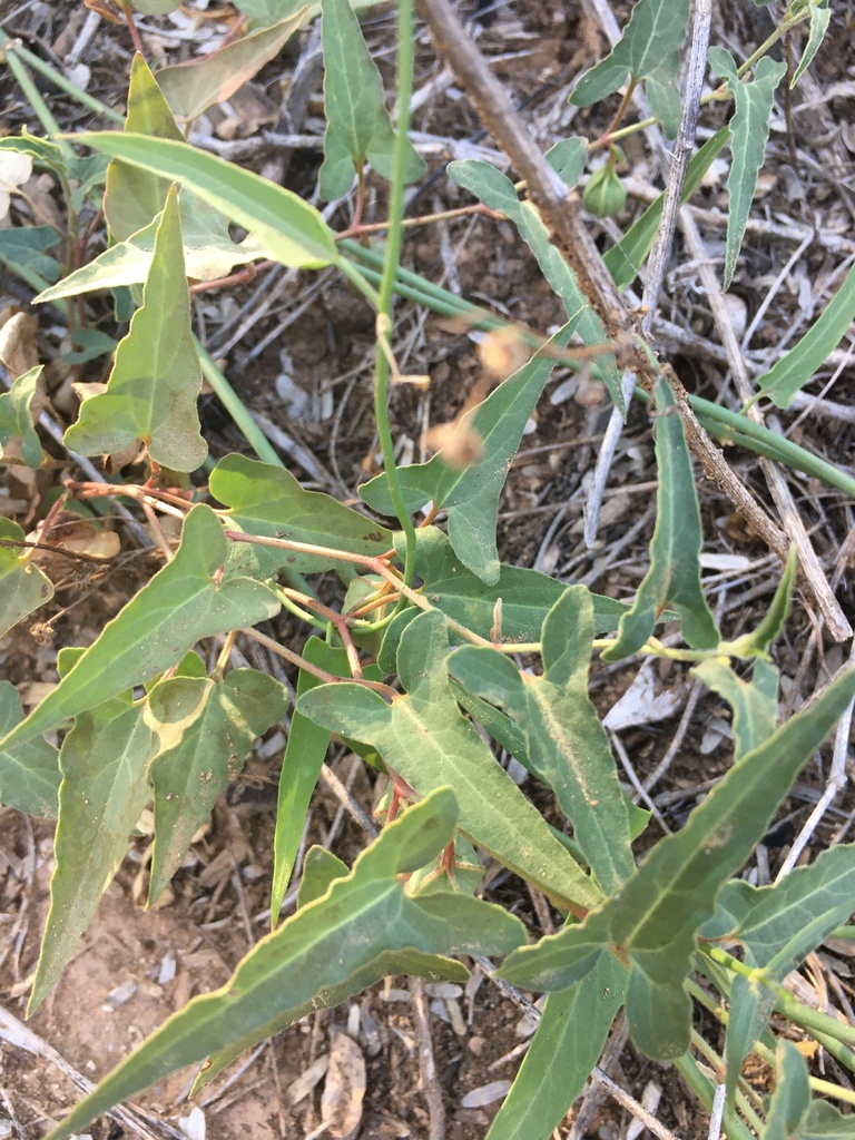 southwestern pipevine from Phoenix, AZ, US on September 15, 2022 at 04: ...