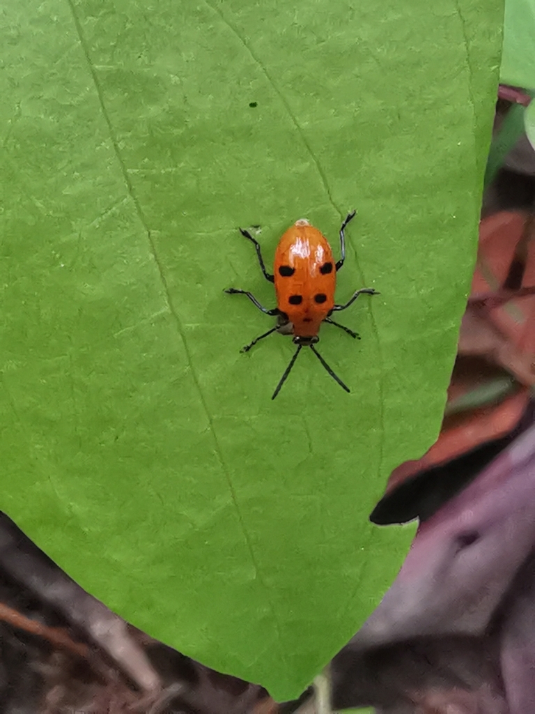 Cucujiform Beetles from Moniquirá, Boyacá, Colombia on September 15 ...