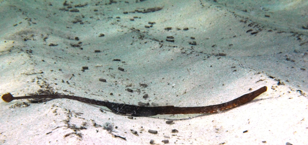 Crested Pipefish from Normanville SA 5204, Australia on March 26, 2014 ...