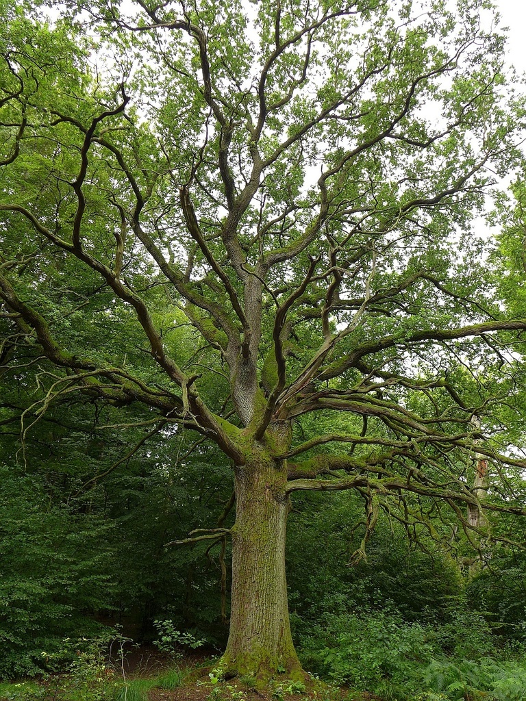 oaks (Quercus) - Botanical Realm