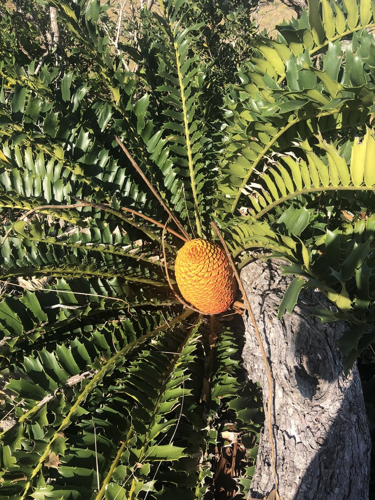 Encephalartos ferox ferox in August 2018 by Troos van der Merwe ...