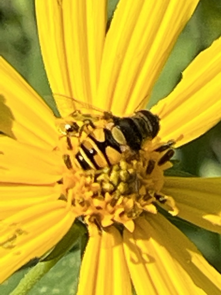 Transverse-banded Flower Fly from Erie, PA, US on September 15, 2022 at ...
