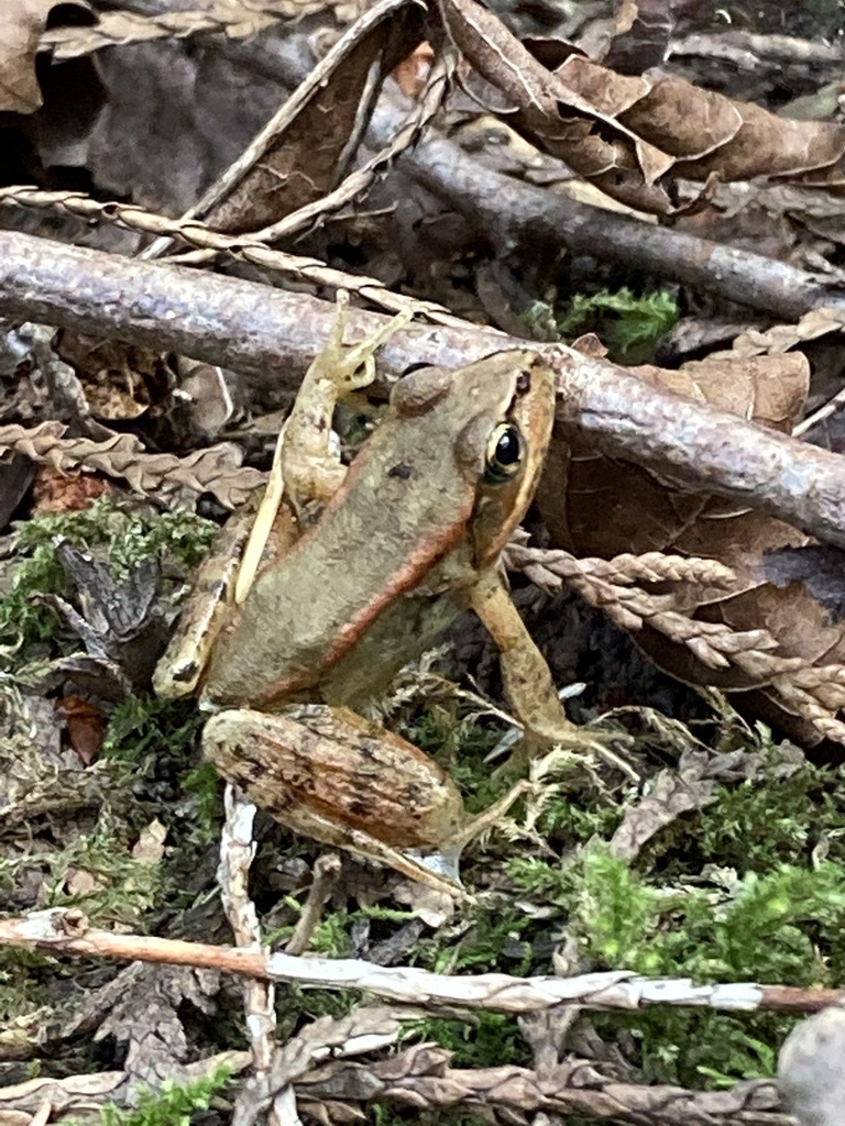 Northern Red-legged Frog from Thetis Island, Cowichan Valley, BC, CA on ...