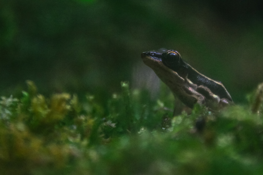 Taipei frog in August 2018 by Austin 0201 · iNaturalist