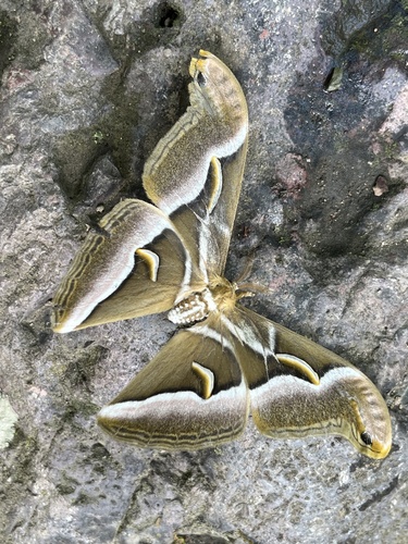 Subspecies Samia cynthia cynthia · iNaturalist