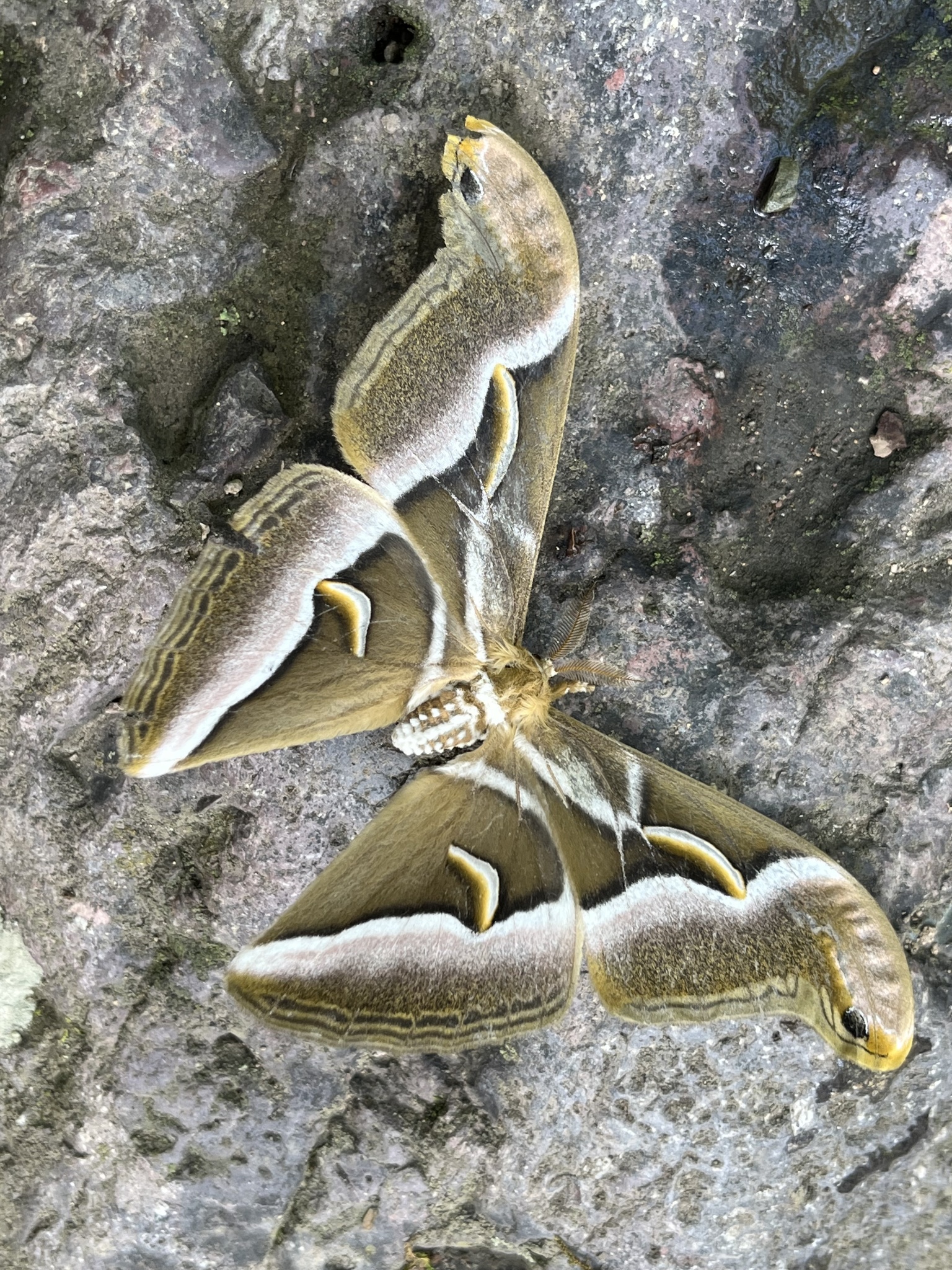 Samia cynthia Drury, 1773