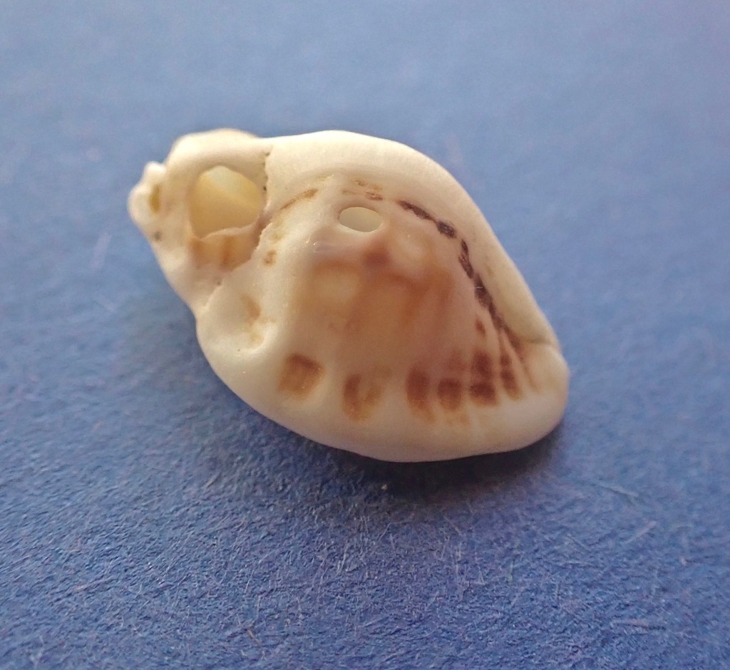 Leafy Hornmouth from Cowell Ranch Beach, San Mateo County, CA on July ...