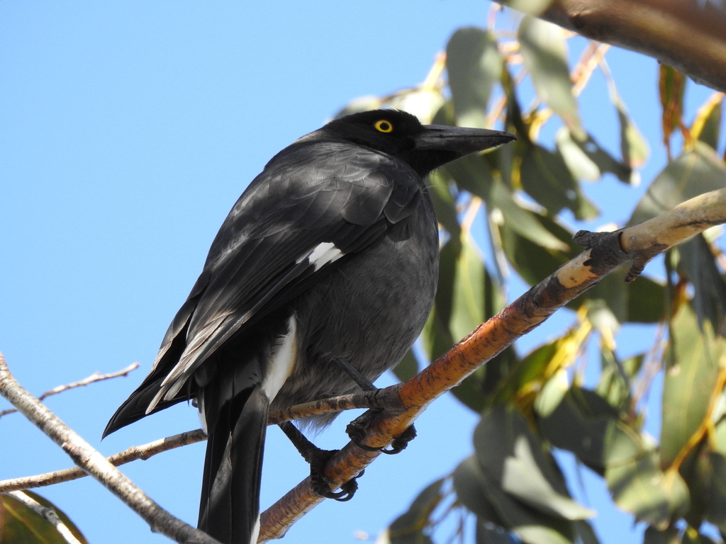 Pied Currawong from Mt Donna Buang, Warburton VIC, Australia on ...