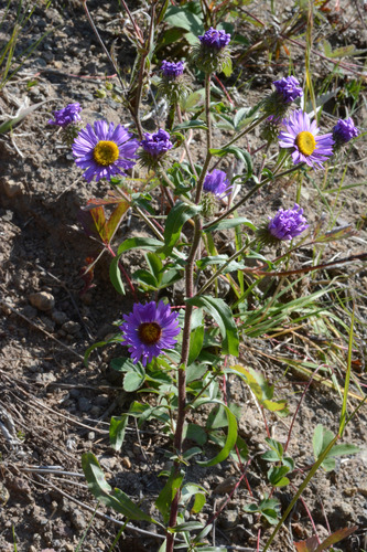 Bigelow's tansyaster (Plants of Barr Lake State Park) · iNaturalist