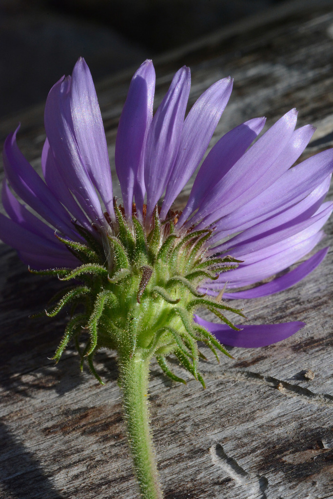 Bigelow's tansyaster (Plants of Barr Lake State Park) · iNaturalist