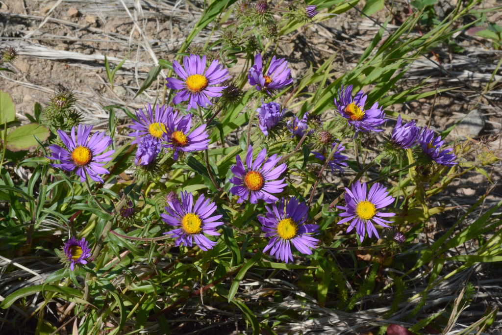 Bigelow's tansyaster (Plants of Barr Lake State Park) · iNaturalist