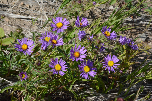 Bigelow's tansyaster (Plants of Barr Lake State Park) · iNaturalist