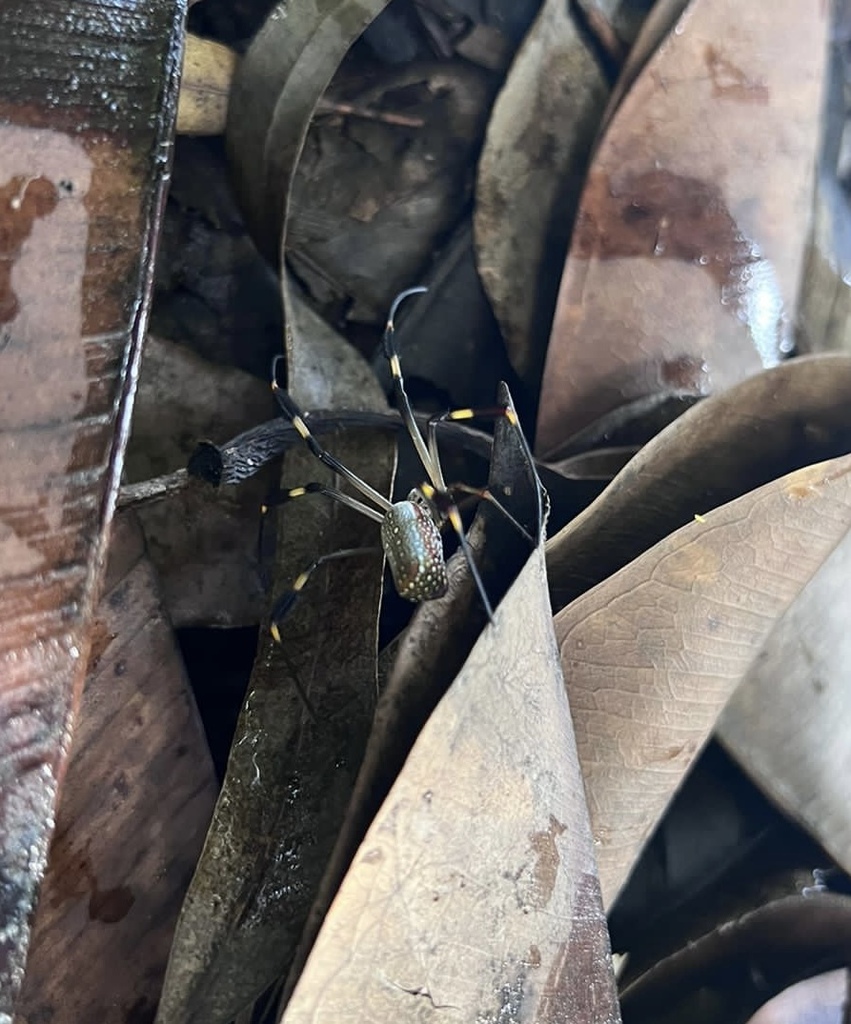Golden Silk Spider from El Zamorano, Honduras on September 15, 2022 at ...