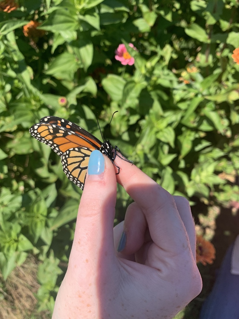 Monarch from Johnston, RI, US on September 15, 2022 at 02:09 PM by ...